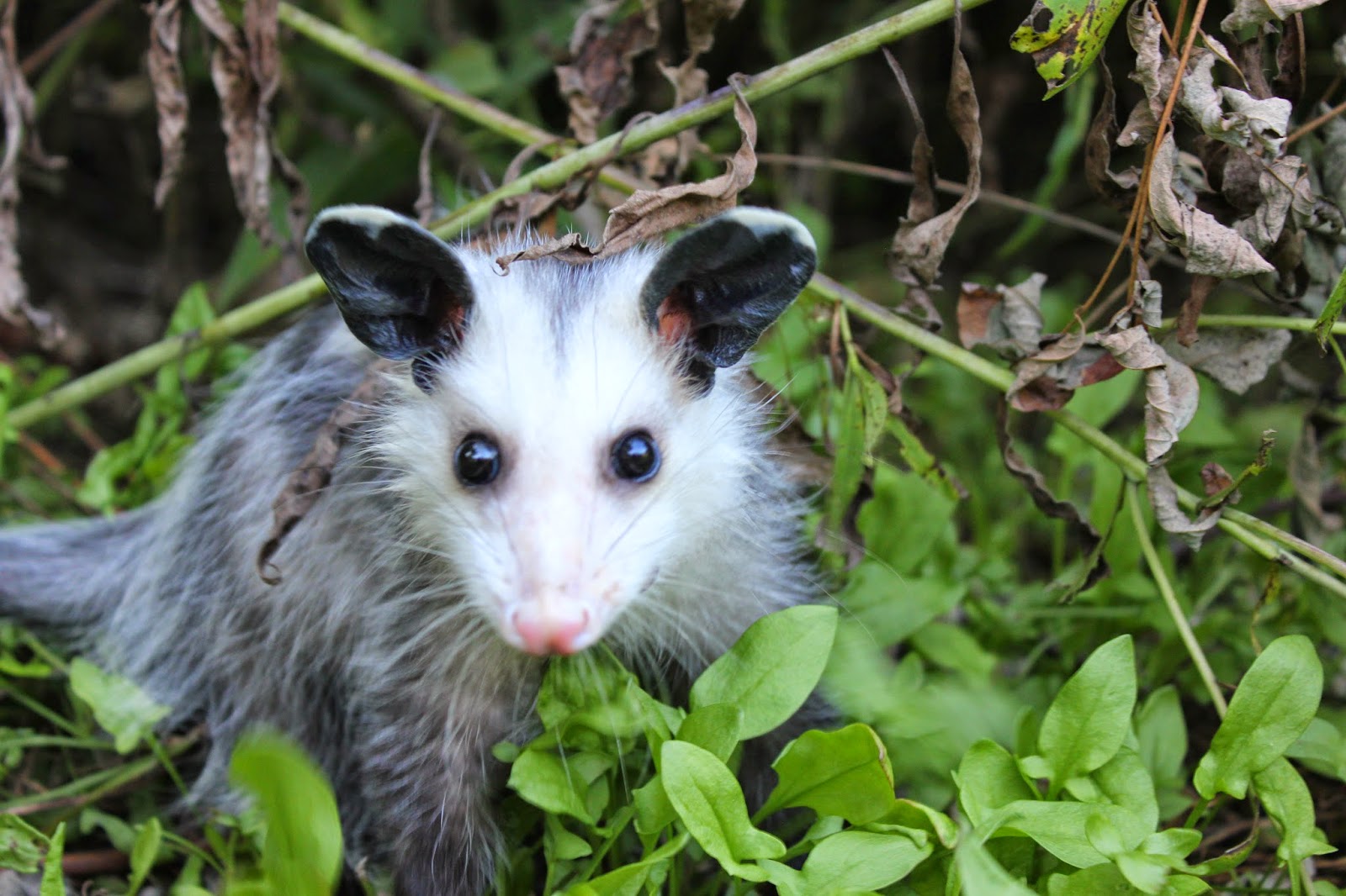 The Laughing Raccoon: The great possum release.