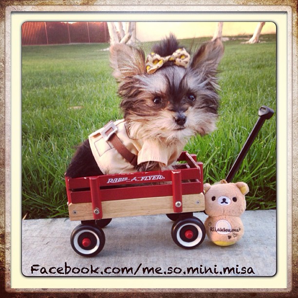 Wandering Chewy: Misa Minnie is pawsitively brilliant!