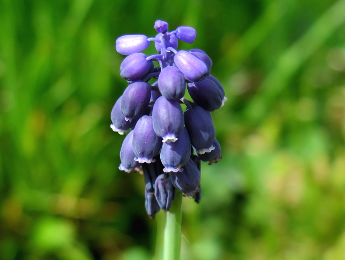 Glosario botánico con imágenes - Letra R