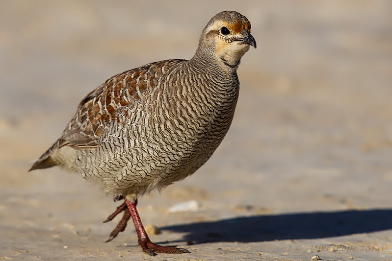 Kuwait Birding: AROUND THE MIDDLE EAST