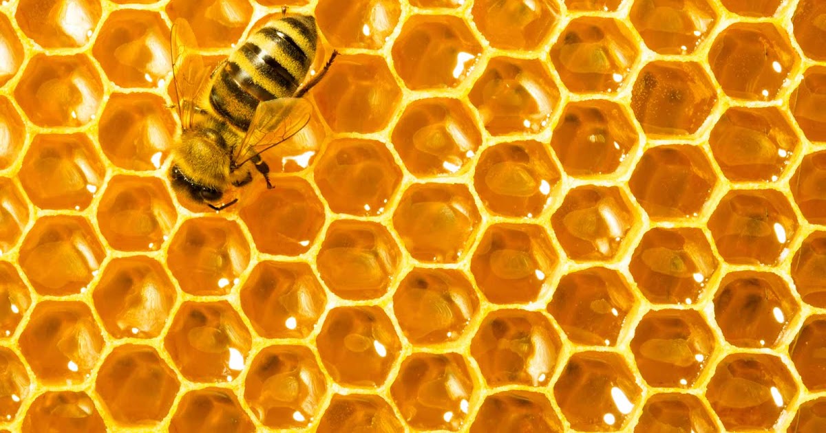 ¿POR QUÉ LOS PANALES DE ABEJAS SON HEXAGONALES?