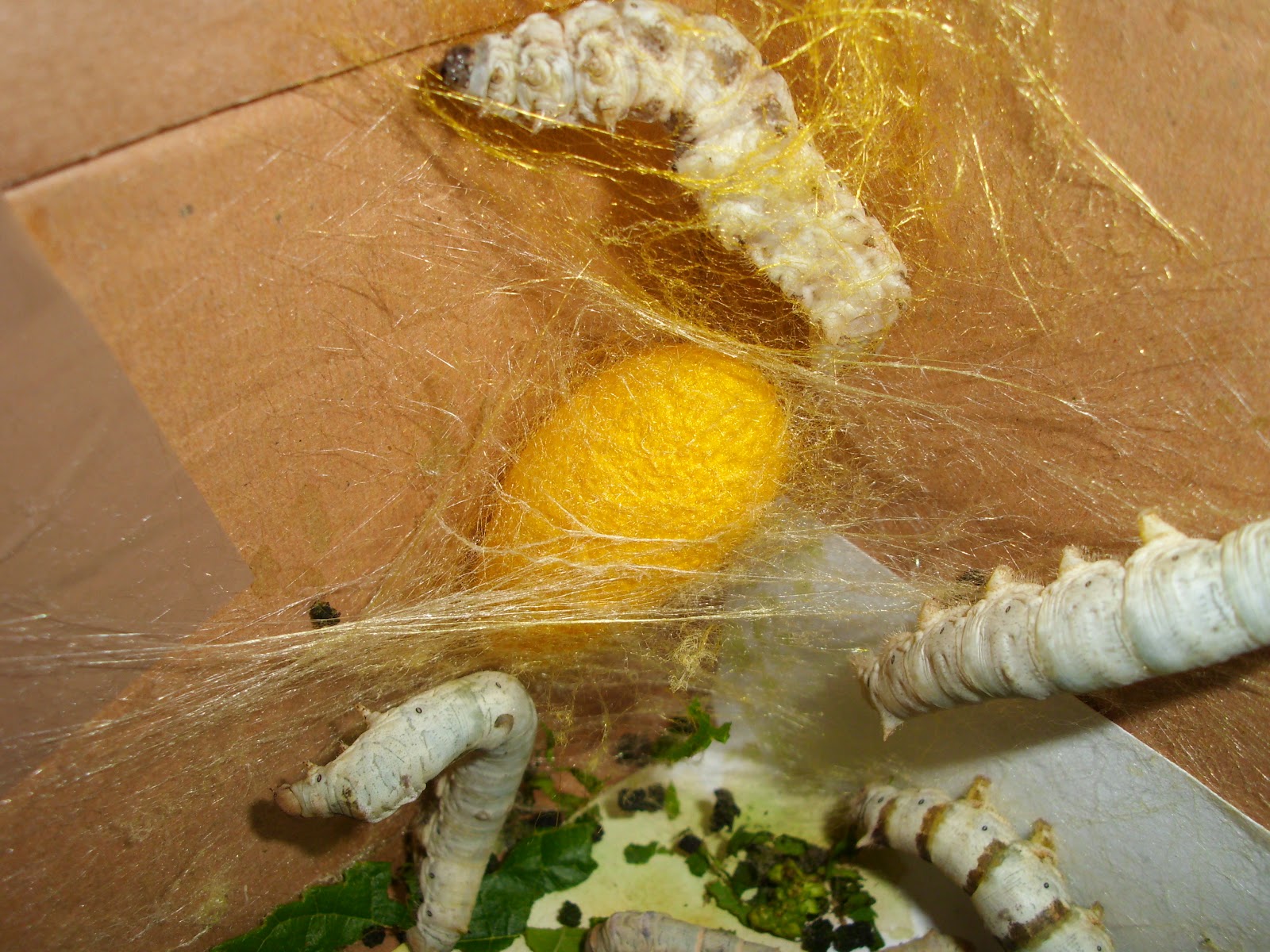 gusanos de seda crevillente blog: Seguimiento de las razas 2012