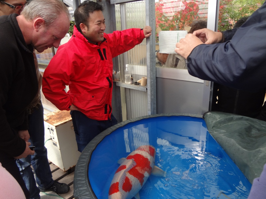 Auctions & Travel in Japan