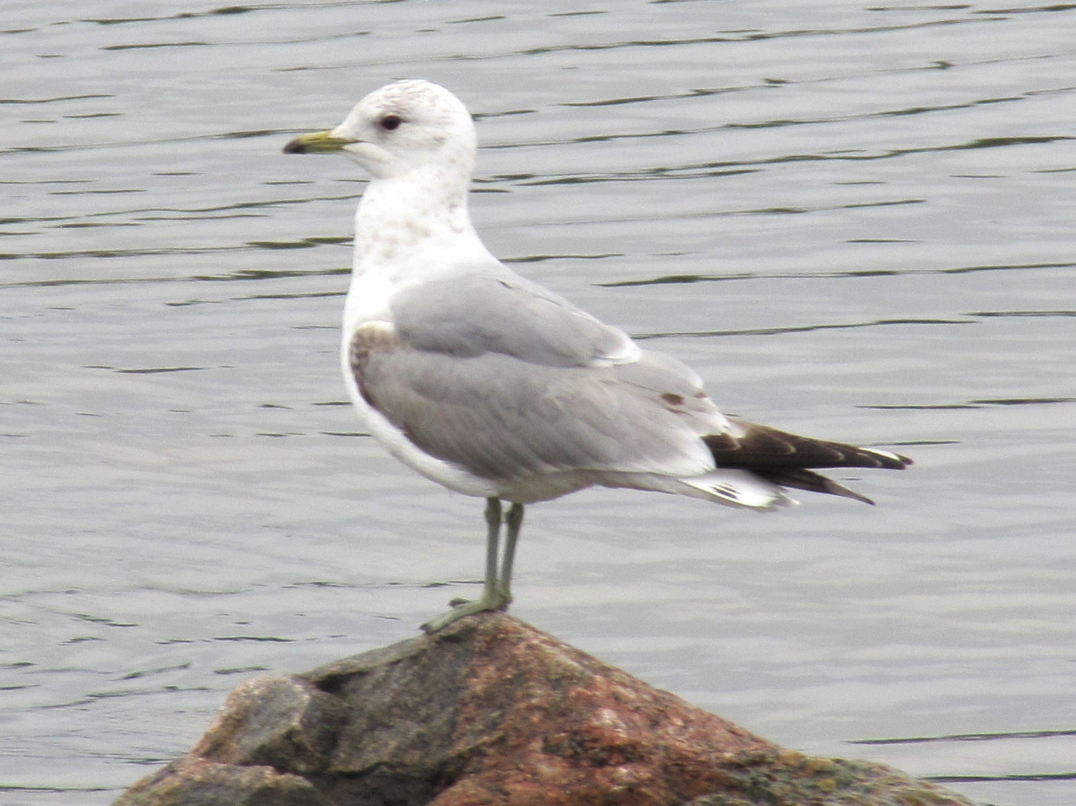 Maanantain lintukuvat