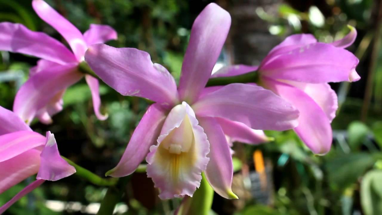 Grow and care Cattleya maxima orchid - Cattleya malouana - Epidendrum ...