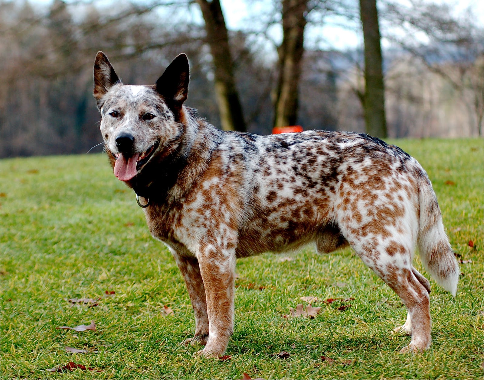 Guia de Raças: Australian Cattle Dog (Boiadeiro Australiano) - Cãomante