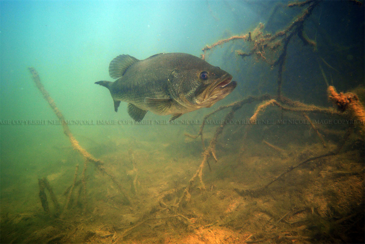 Largemouth Bass Underwater Photography: LARGEMOUTH BASS 2