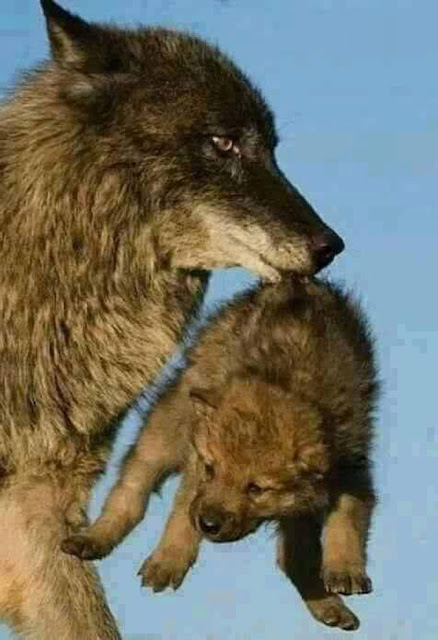 White Wolf : Wolves And Their Charming Miniature Versions (12 Pics)