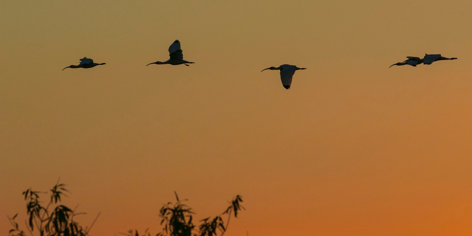 Ann Brokelman Photography: Sunset birds flying in to roost. Florida