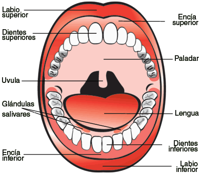 Estomatologia Integral Comunitaria: La Boca y sus partes.