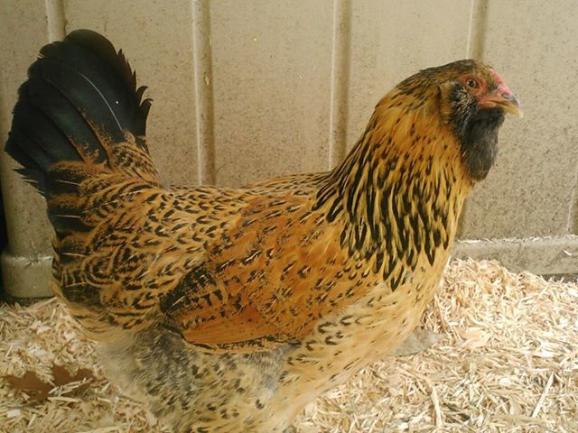 Black Americana Chickens