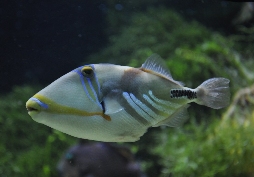 ZOOTOGRAFIANDO (6.100 ANIMALS): PEZ BALLESTA PICASSO / PICASSOFISH OR ...