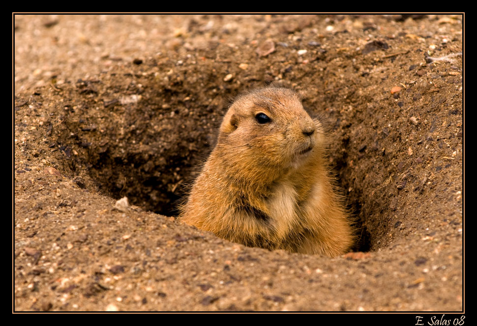 E.E.M. N°2 D.E. 13 BIOMA DE AMERICA PRADERAS: Praderas...