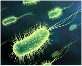 Mengapa dan Kapan Bakteri Membentuk Endospora - Dulajar