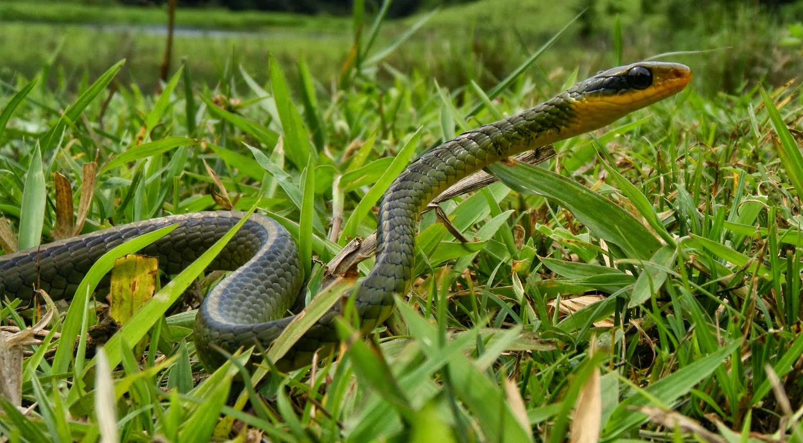 Núcleo de Proteção Ambiental (NPA): Cobra Cipó Chironius bicarinatus