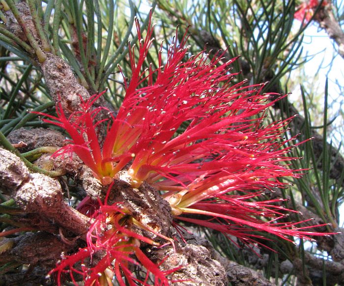 Esperance Wildflowers: Calothamnus gibbosus – Corky Net-bush