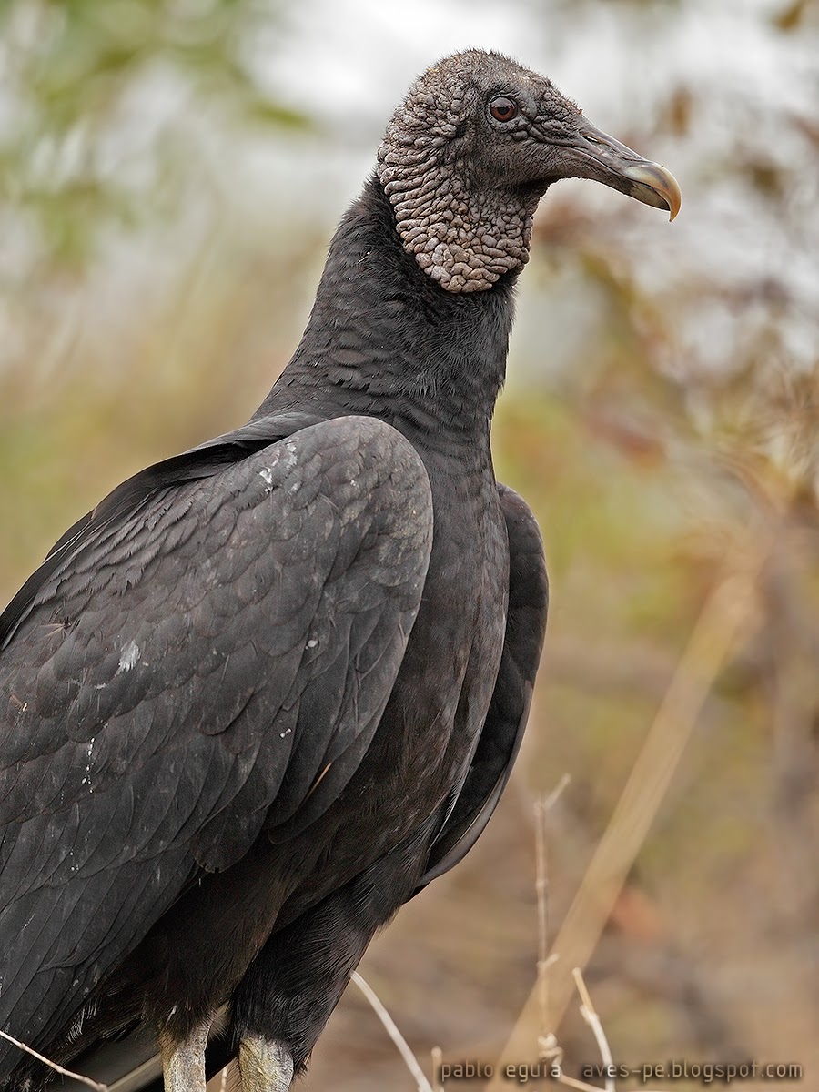 mis fotos de aves: Coragyps atratus Jote Cabeza Negra American Black ...