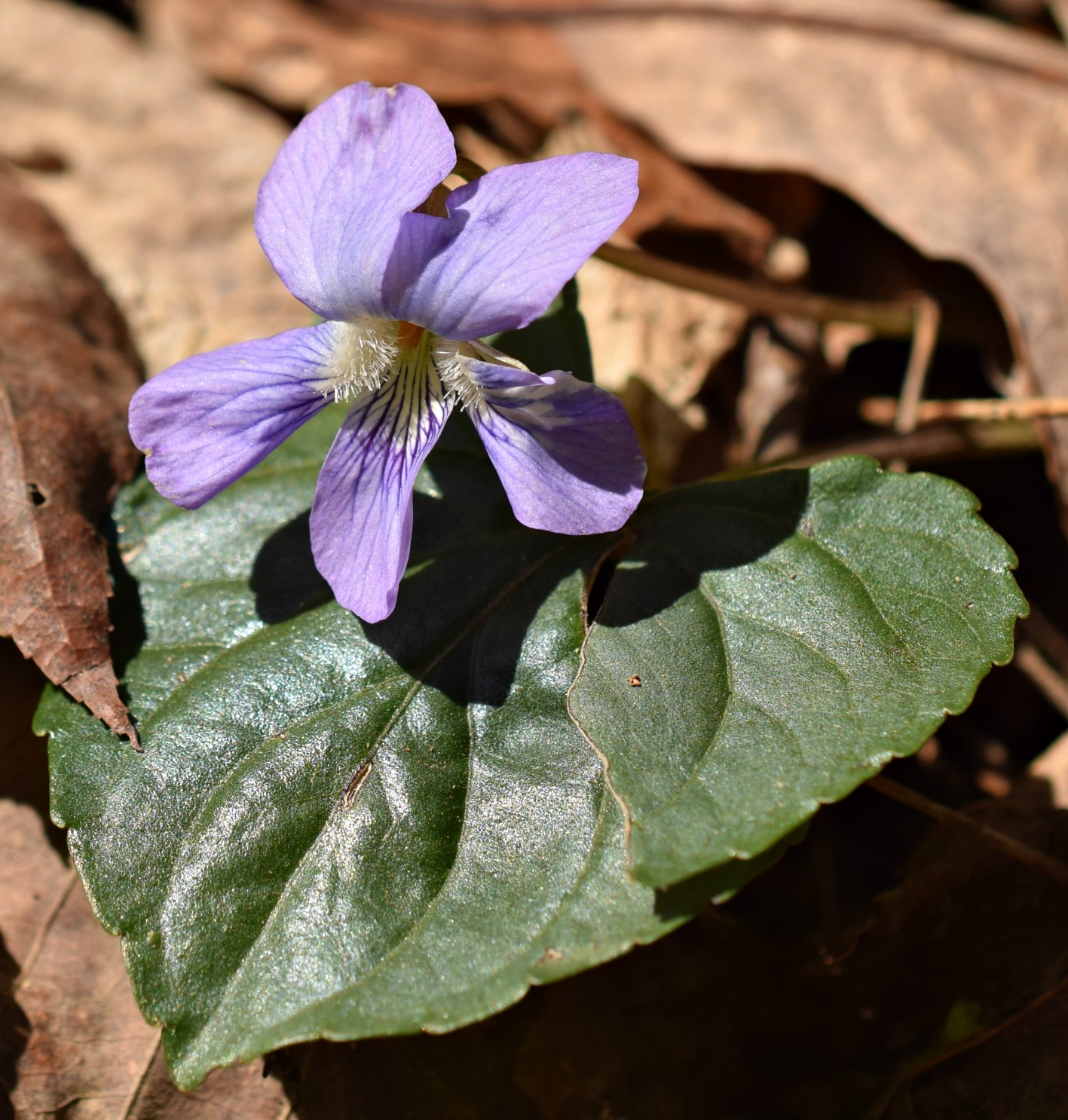 Using Georgia Native Plants: Violets Are Complicated