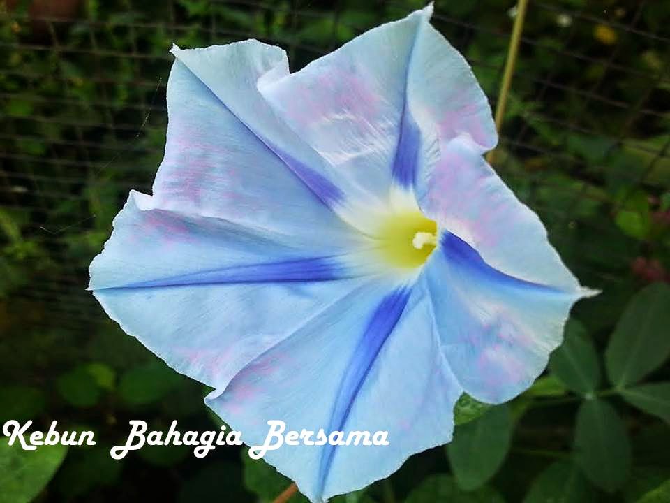 Kebun Bahagia Bersama: Ipomoea (Bunga Seri Pagi & Family)