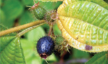 විසිරි සිහින: January 2017