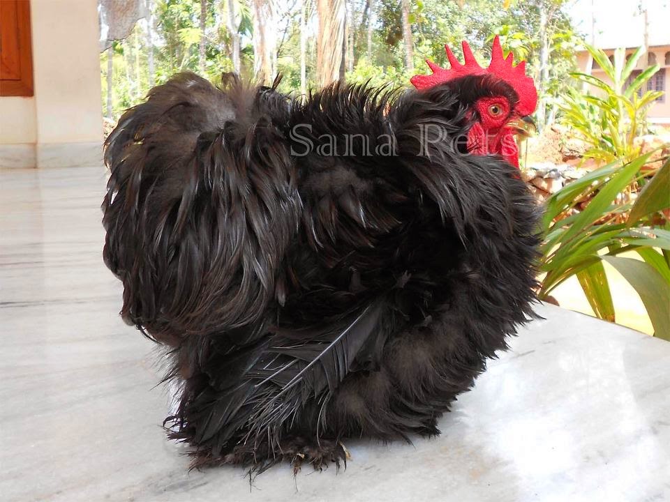 Sana pets: Black Frizzle