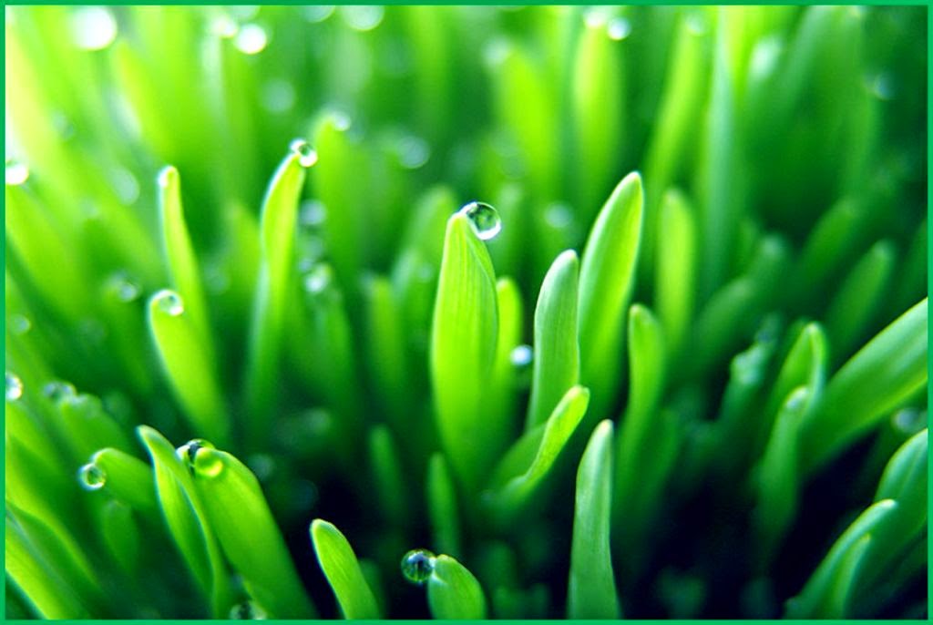 SANTE PURE BARLEY....I'M ON GRASS!: The Healthy Benefits Of Miracle ...