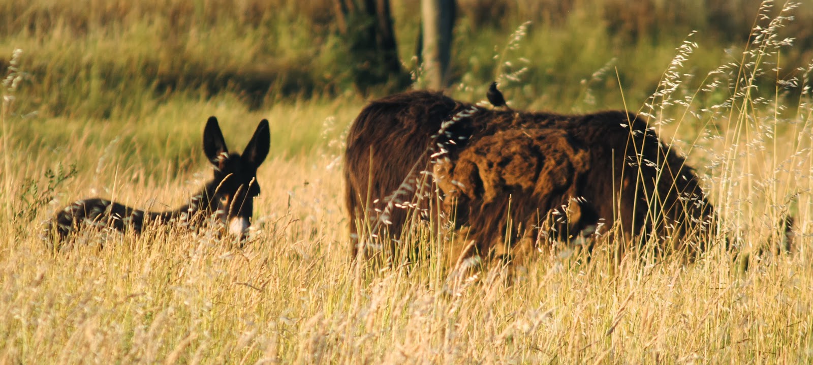 Cebolas do Campinho: With the woolly donkeys of Miranda…