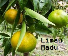 Anim Agro Technology: LIMAU - KENAL JENIS POPULAR