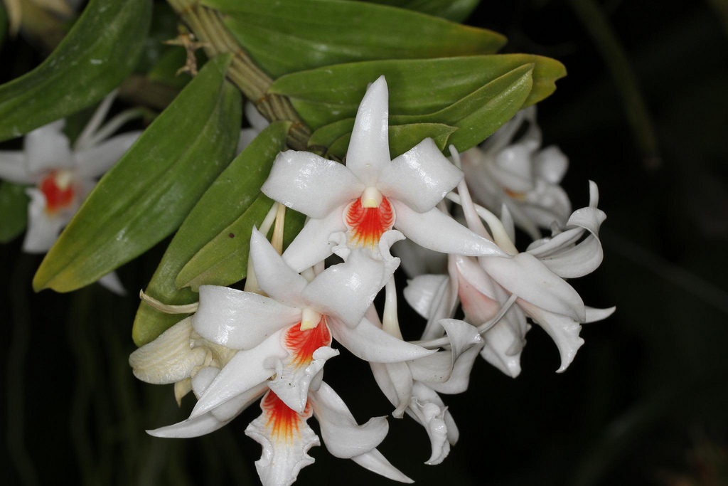 Dendrobium draconis care and culture | Travaldo's blog