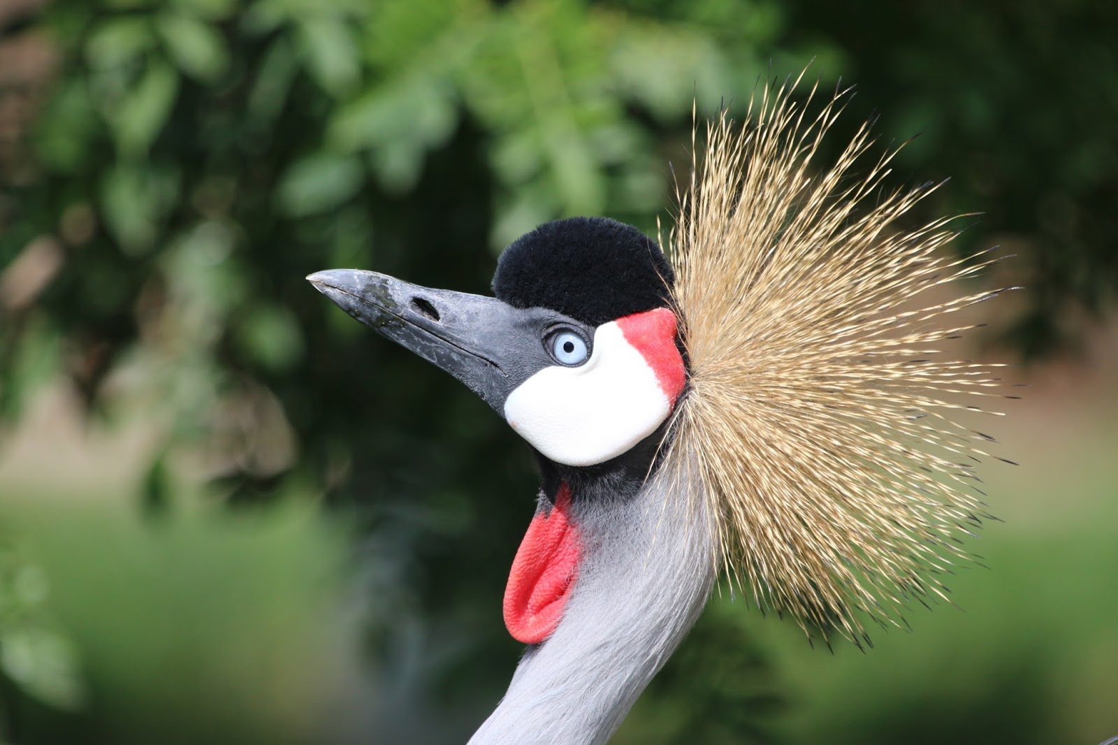 Voando na Natureza: Grou coroado de pescoço cinzento