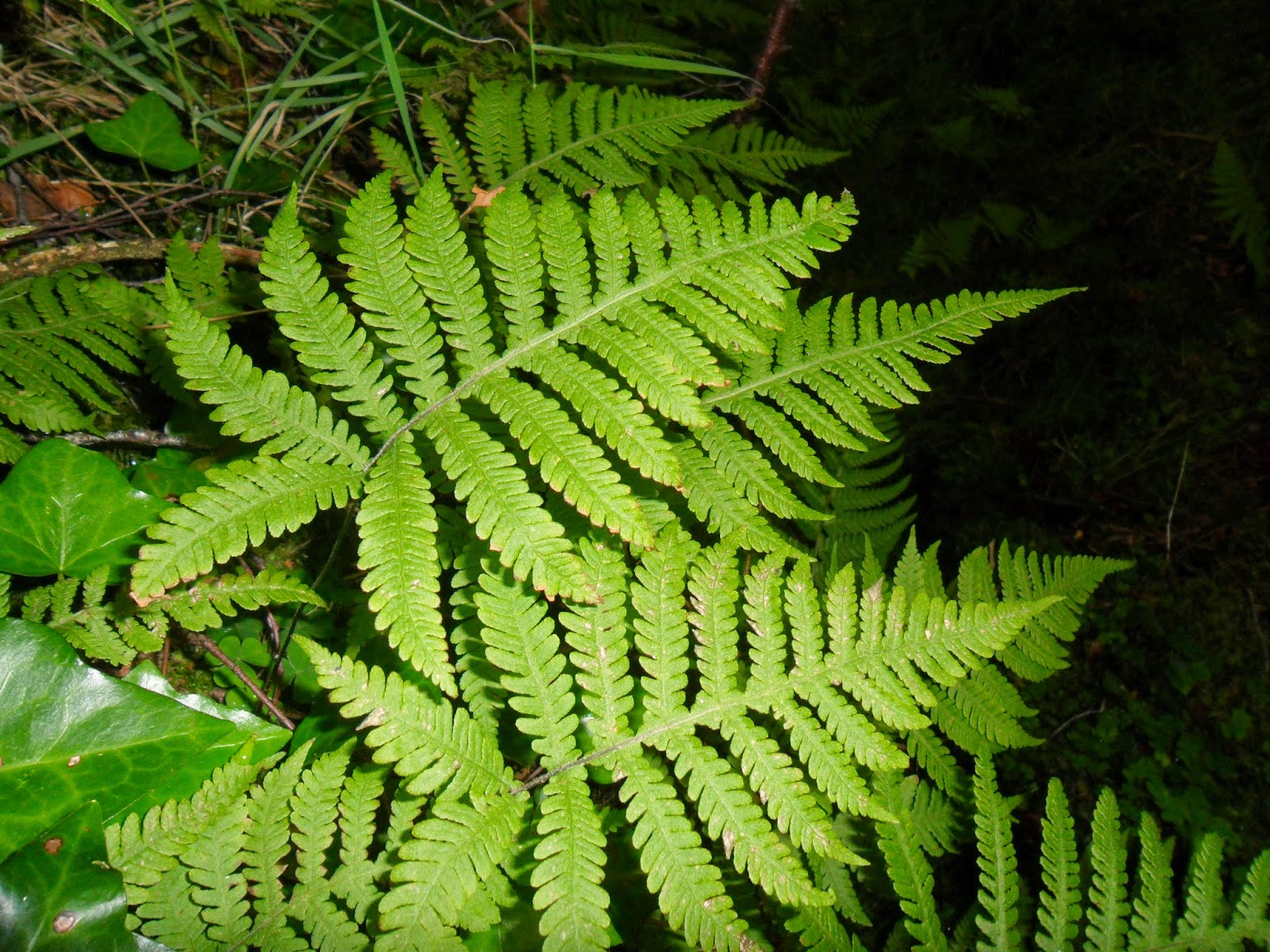 BSBI Cymru: Beech Fern along Afon Merchon, Cilycwm