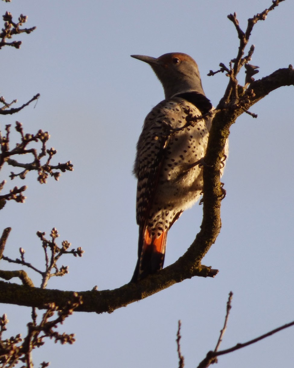 Geotripper's California Birds: Northern Flicker on the Tuolumne River ...