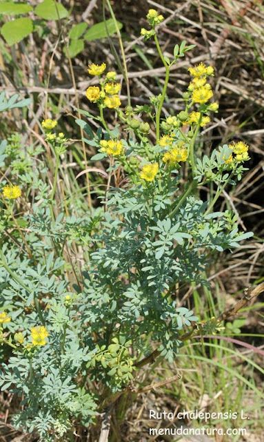 Menuda Natura: Ruta chalepensis L.