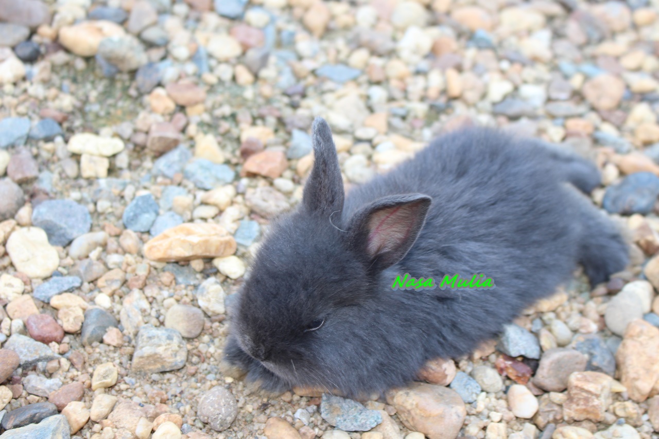 warna warni hidupku..............: Taman Arnab Bukit Batu, Damak Jerantut