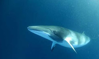 5 Paus Raksasa Paling Terbesar Sejagat Raya ~ Unik Pos