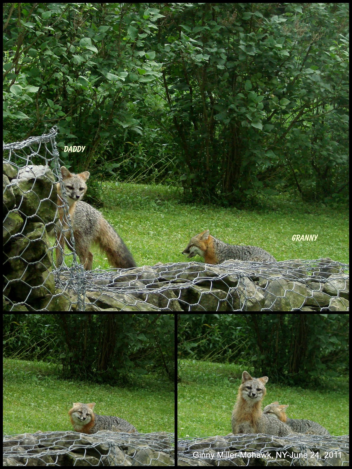 Photography By Ginny: June 24, 2011-Fox Pups-Chipmunks-Woodpecker
