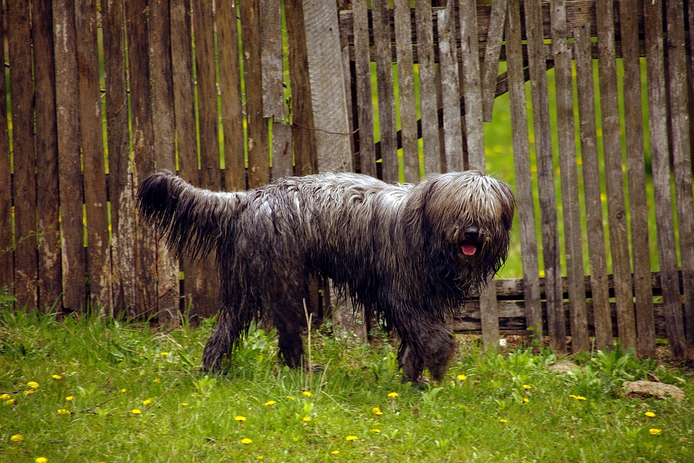 despre viata prin fotografie: Despre Grivei!