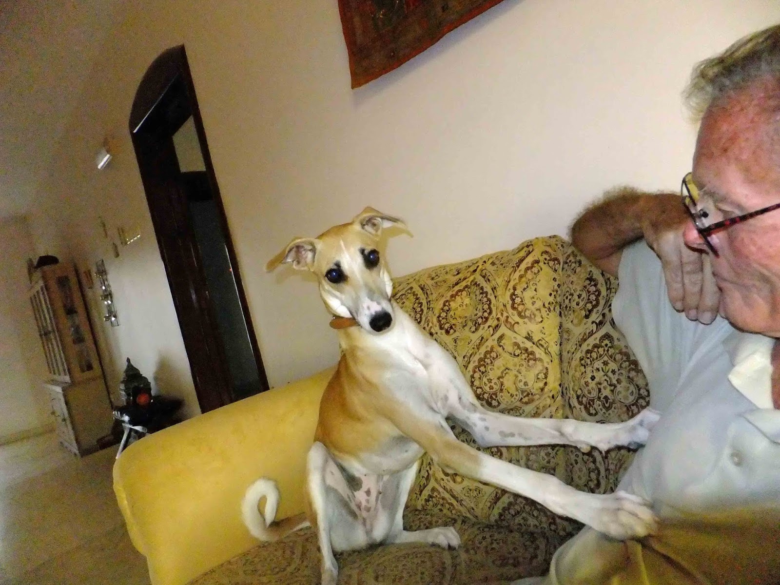 Wild born Canaan dogs of Saudi Arabia: Update on the genetic study of ...