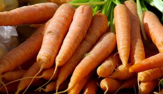 Anim Agro Technology: MENANAM LOBAK MERAH DI RUMAH