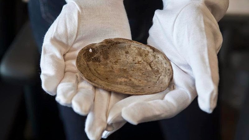 Rock Art Blog: THE EARLIEST ART – HOMO ERECTUS ENGRAVED SHELL: