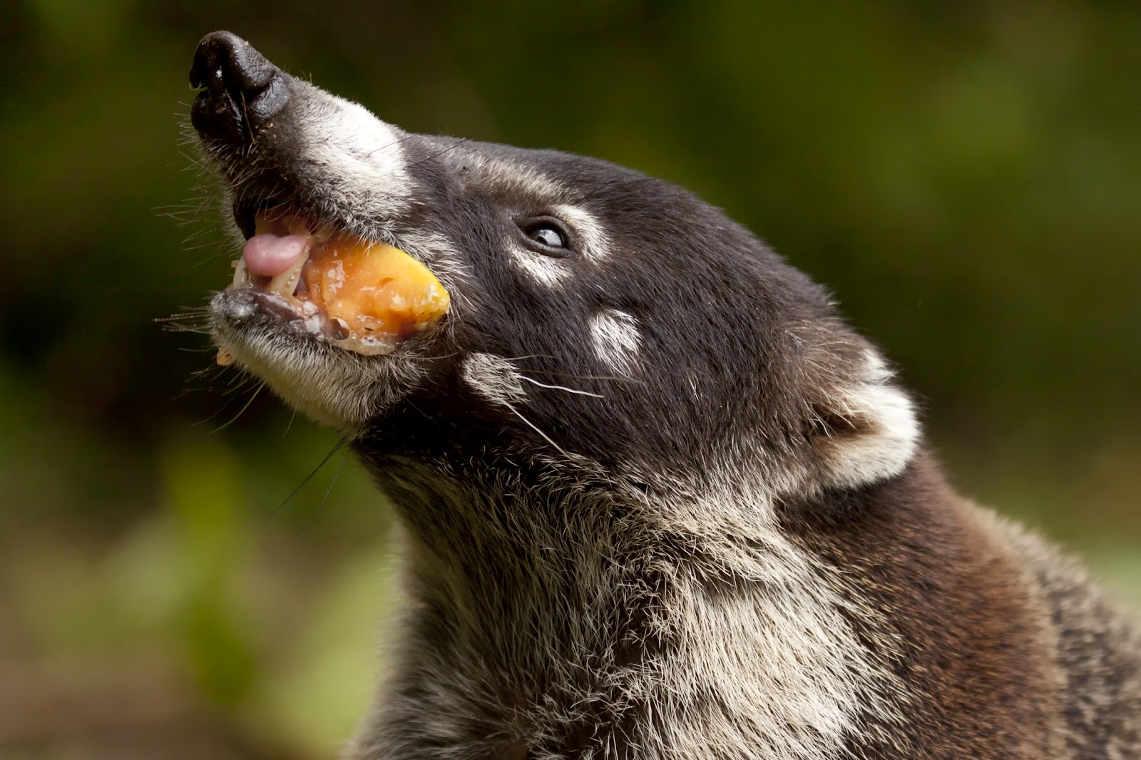El ojo del buitre: Coatí de nariz blanca (Nasua narica)