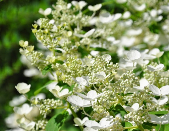 Three Dogs in a Garden: 10+ Favourite Shrubs