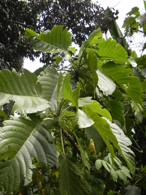 OUR PHILIPPINE TREES: It is U. P. Flowering Season!