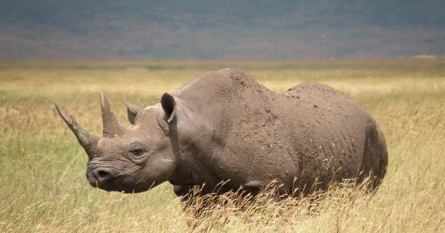 Rinoceronte Negro ~ Animales en Peligro de Extinción