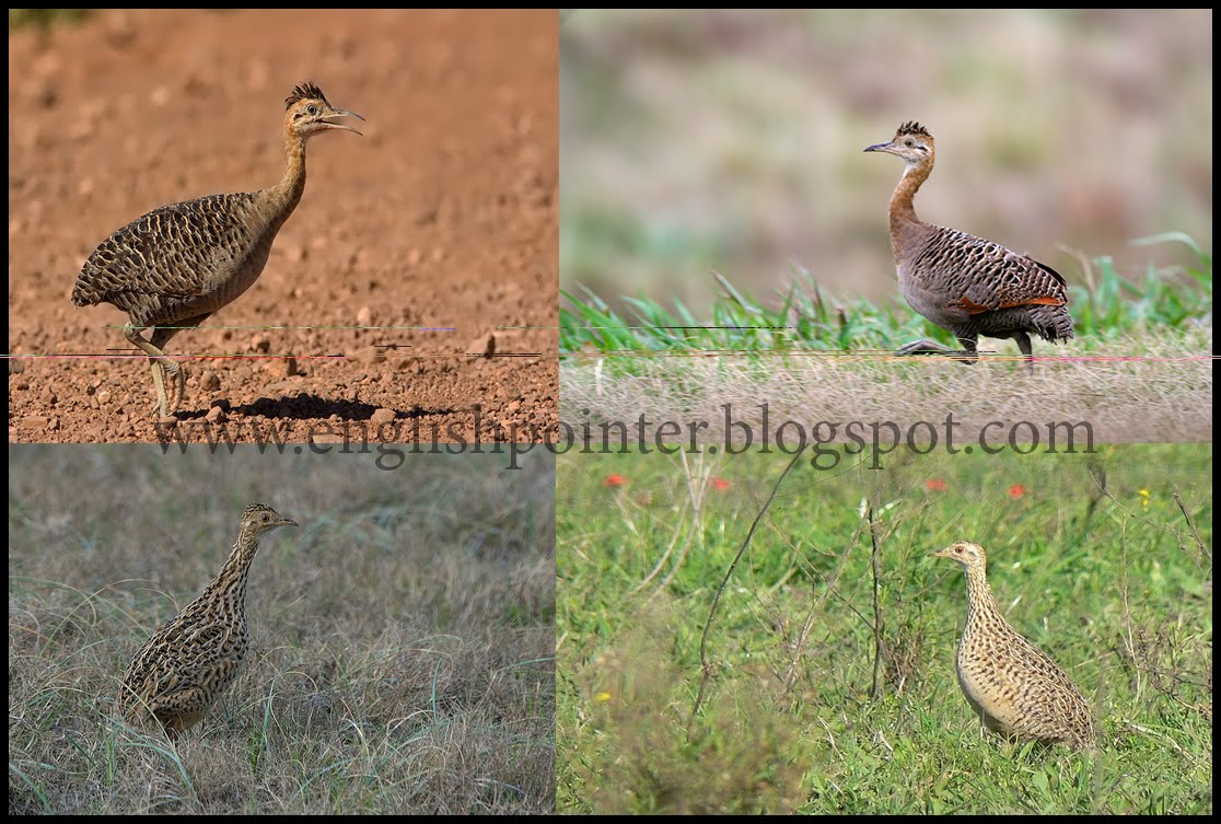 Pointer Inglês Perdizes do Norte: Sobre Codornas e Perdizes