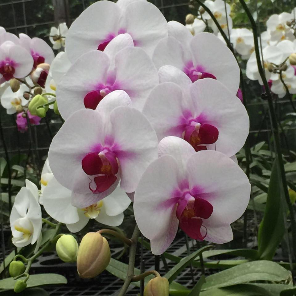 50+ Contoh Makalah Tentang Bunga Anggrek Terbaik - Informasi Seputar ...