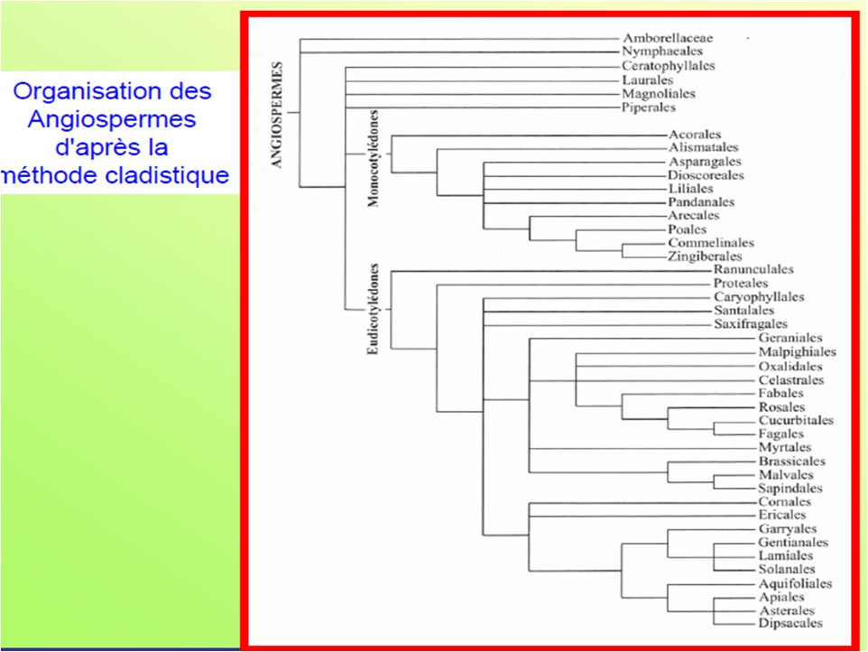 Systématique des plantes supérieures; Classifications; Définition de l ...