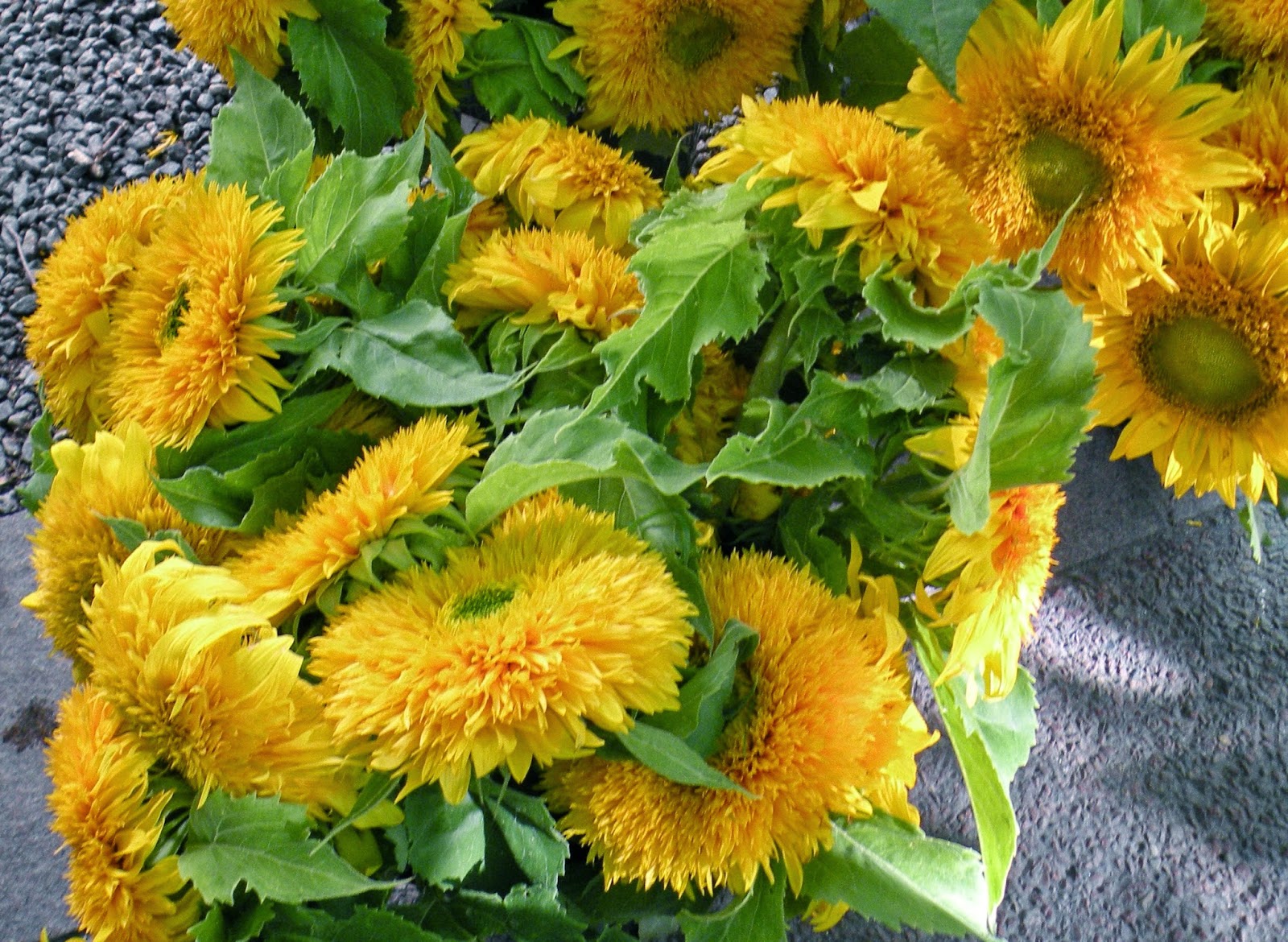 Björnidets blogg: Bondens egen marknad