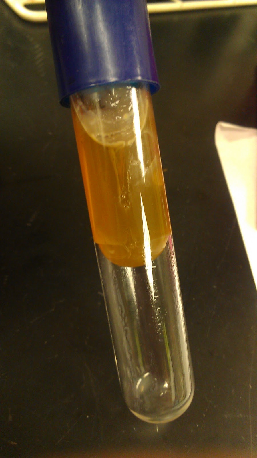 S-STEM Scholar Esperanza Echavarria's Blog