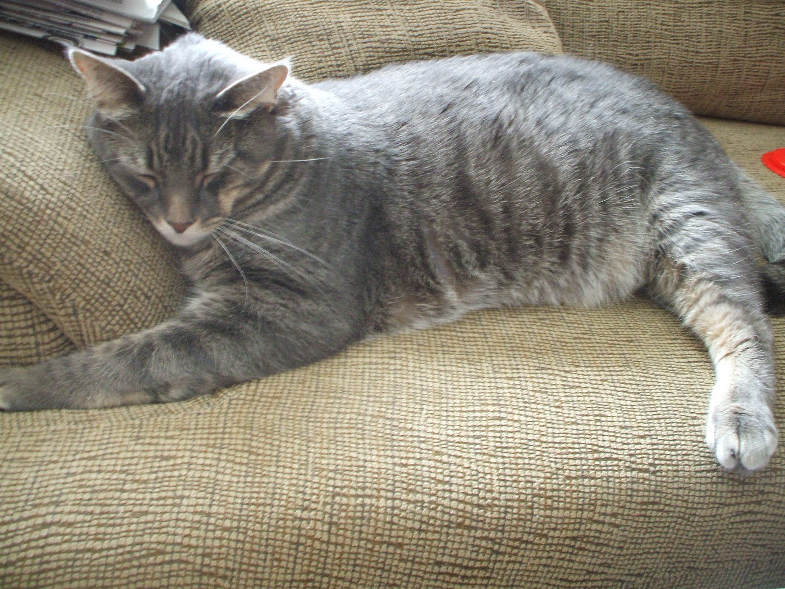 Gray Cardigan: Hearty Ham Chowder